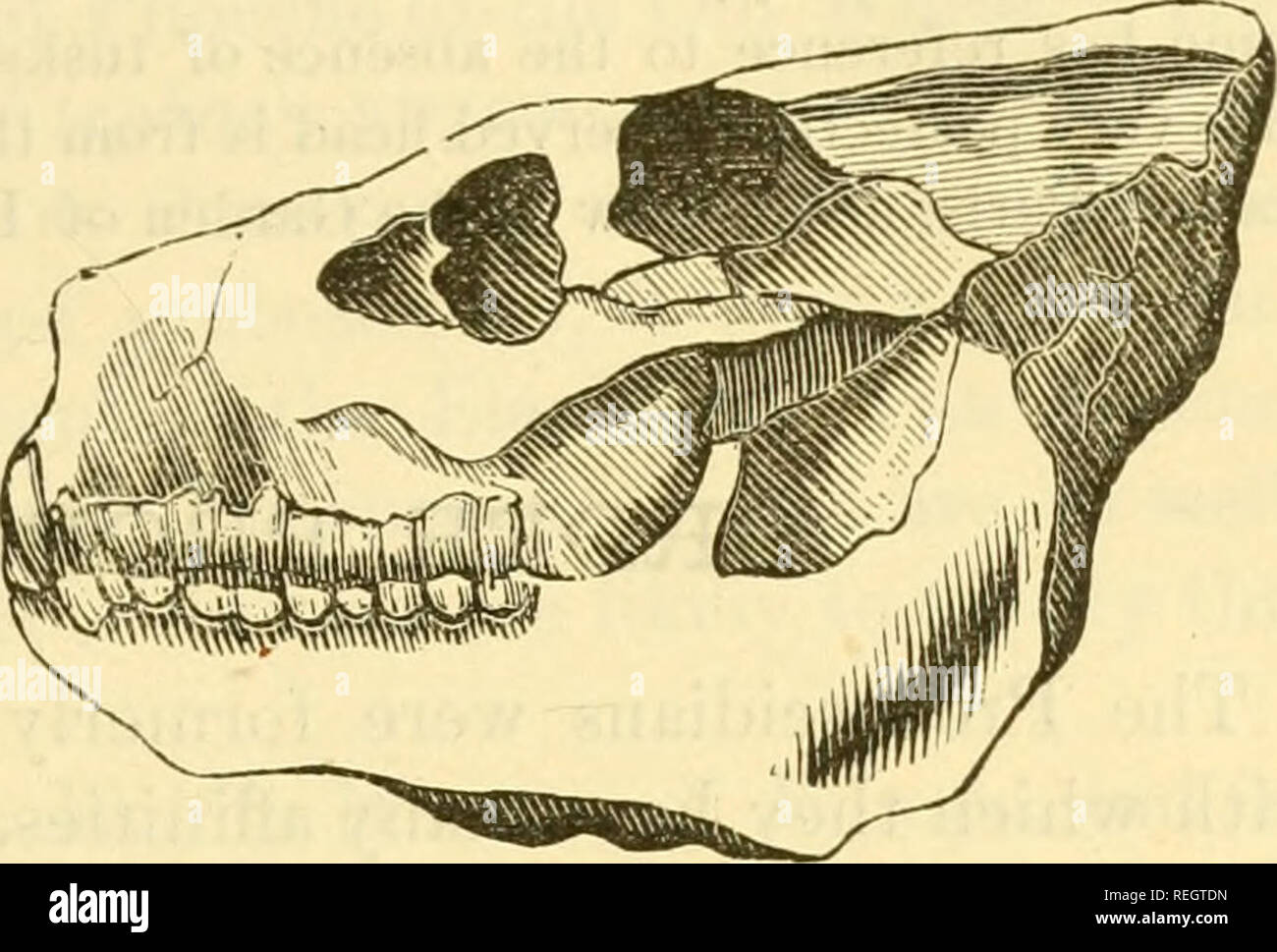 . College collection of palaeontology. MAMMALIA. FAMILY OREONTID^. 21 ...