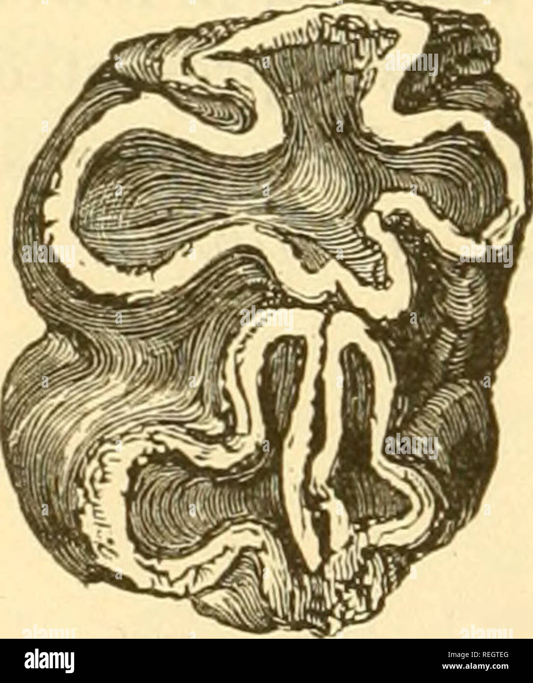 . College collection of palaeontology. Left Hind-Foot (cast). From the ...
