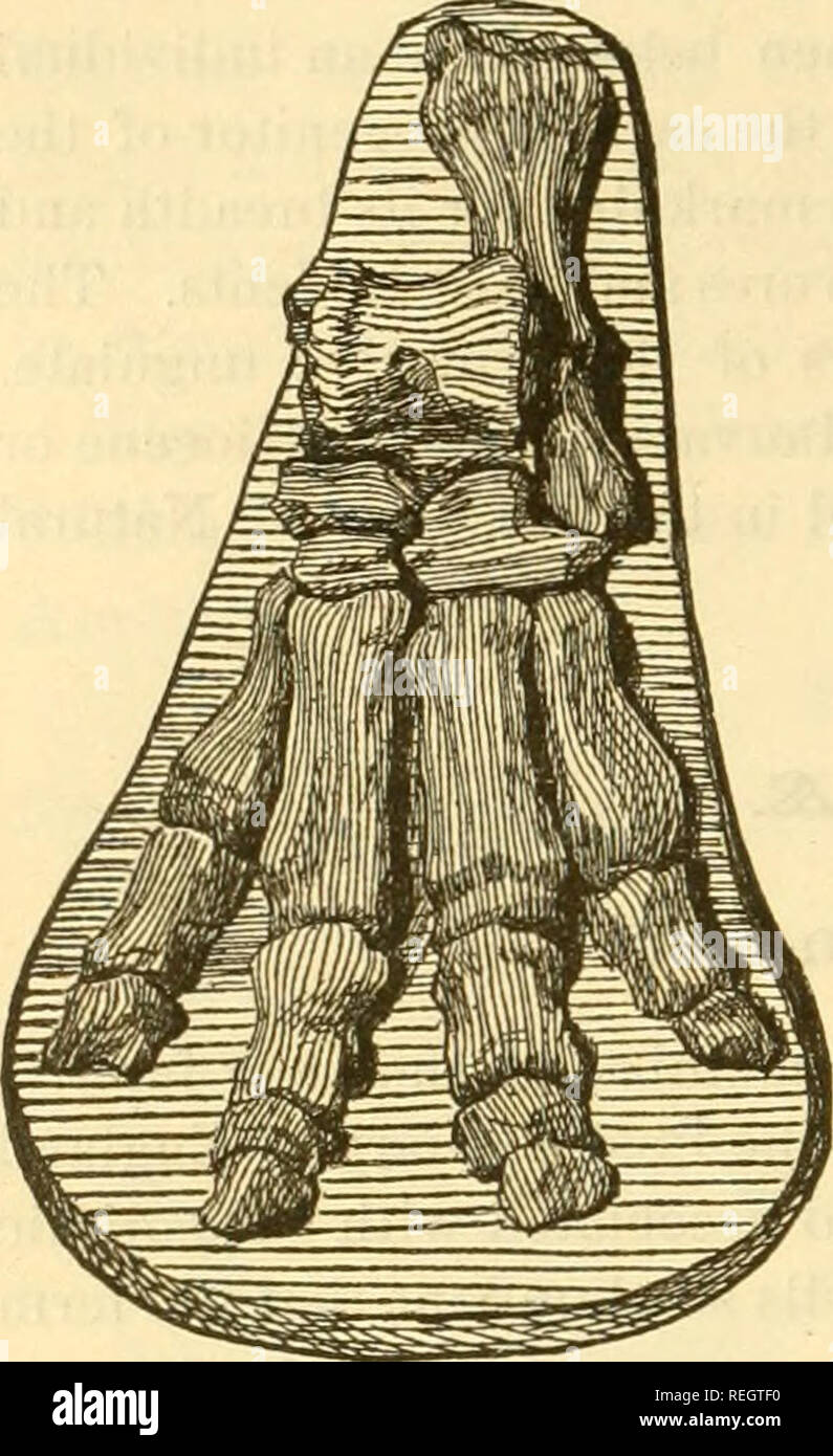. College collection of palaeontology. 20 VERTEBRATA. FAMILY ...