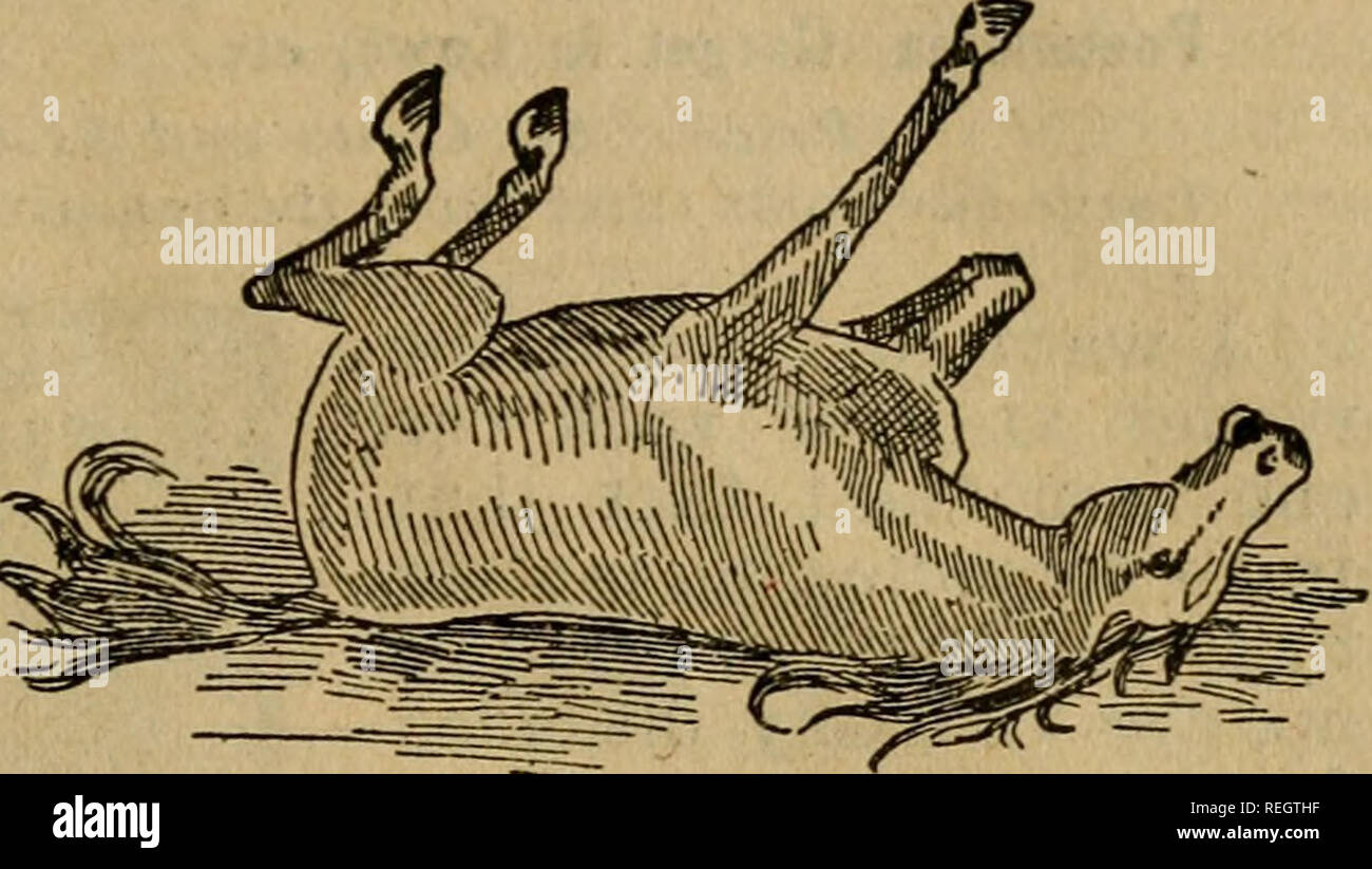 . Dr. Lesure's warranted veterinary remedies : the causes, symptoms and ...