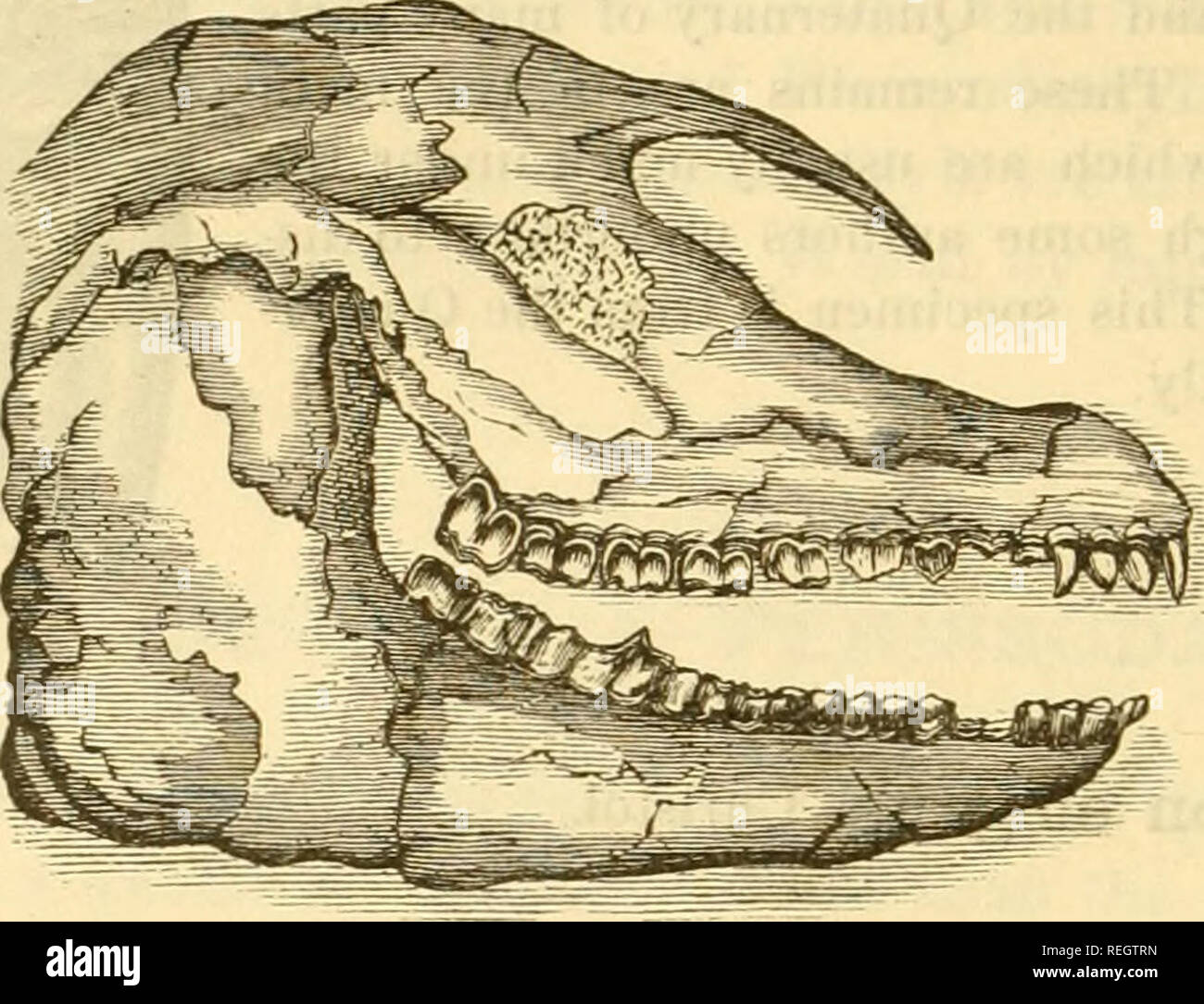 . College collection of palaeontology. 14 VERTEBKATA. No. 19. [lOG ...
