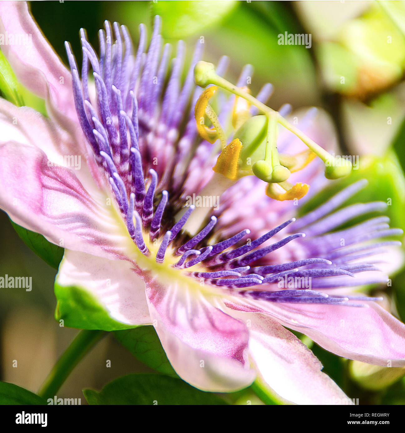close up of passion flower outside in garden by Flavia Brilli Stock ...
