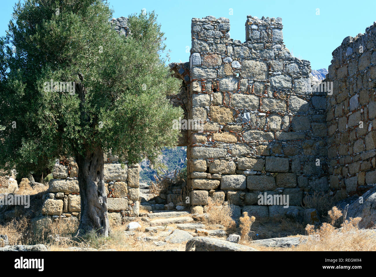 Olive tree in Turkey Stock Photo - Alamy