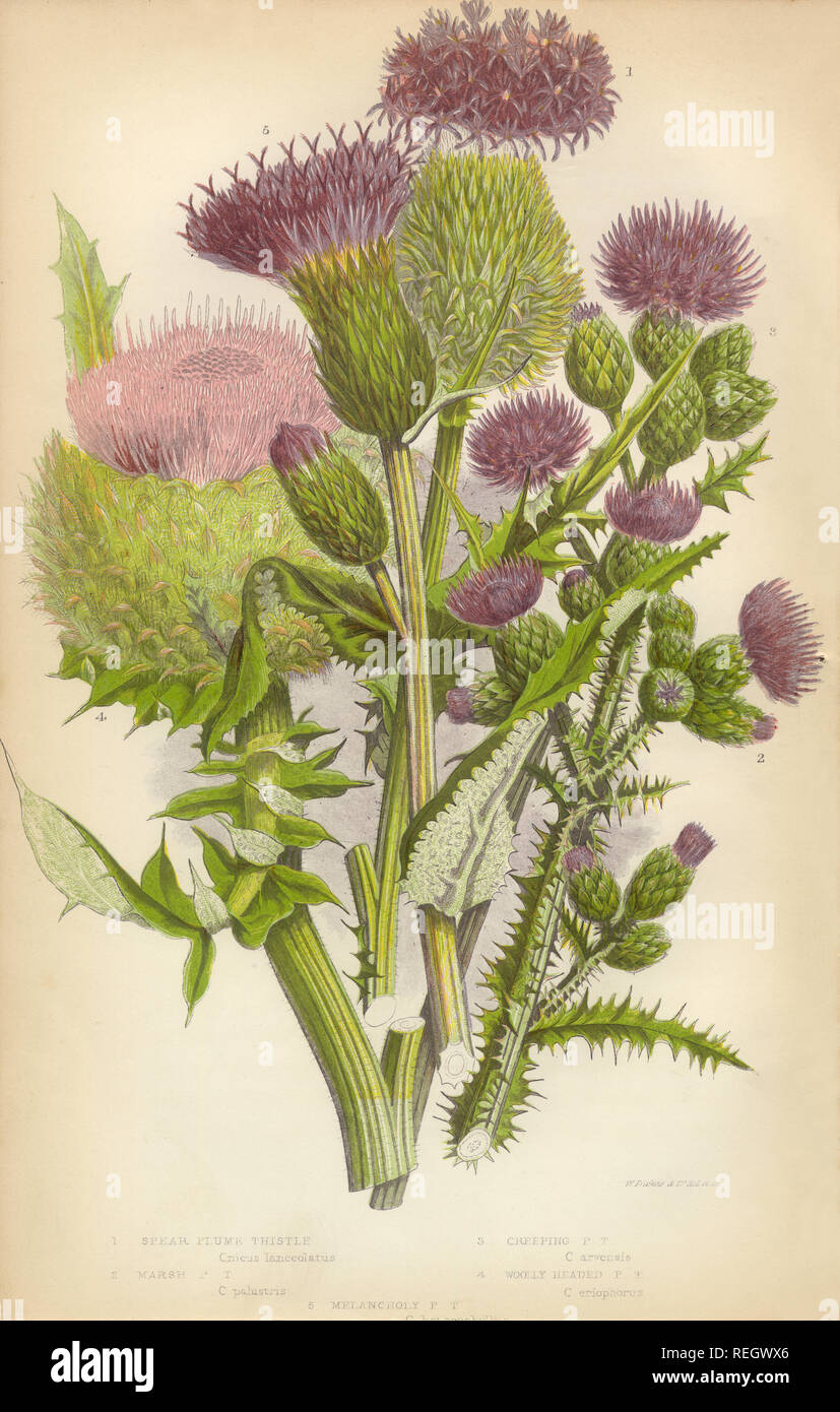 Antique Hand-Colored English Victorian Botanical Illustration, Circa ...