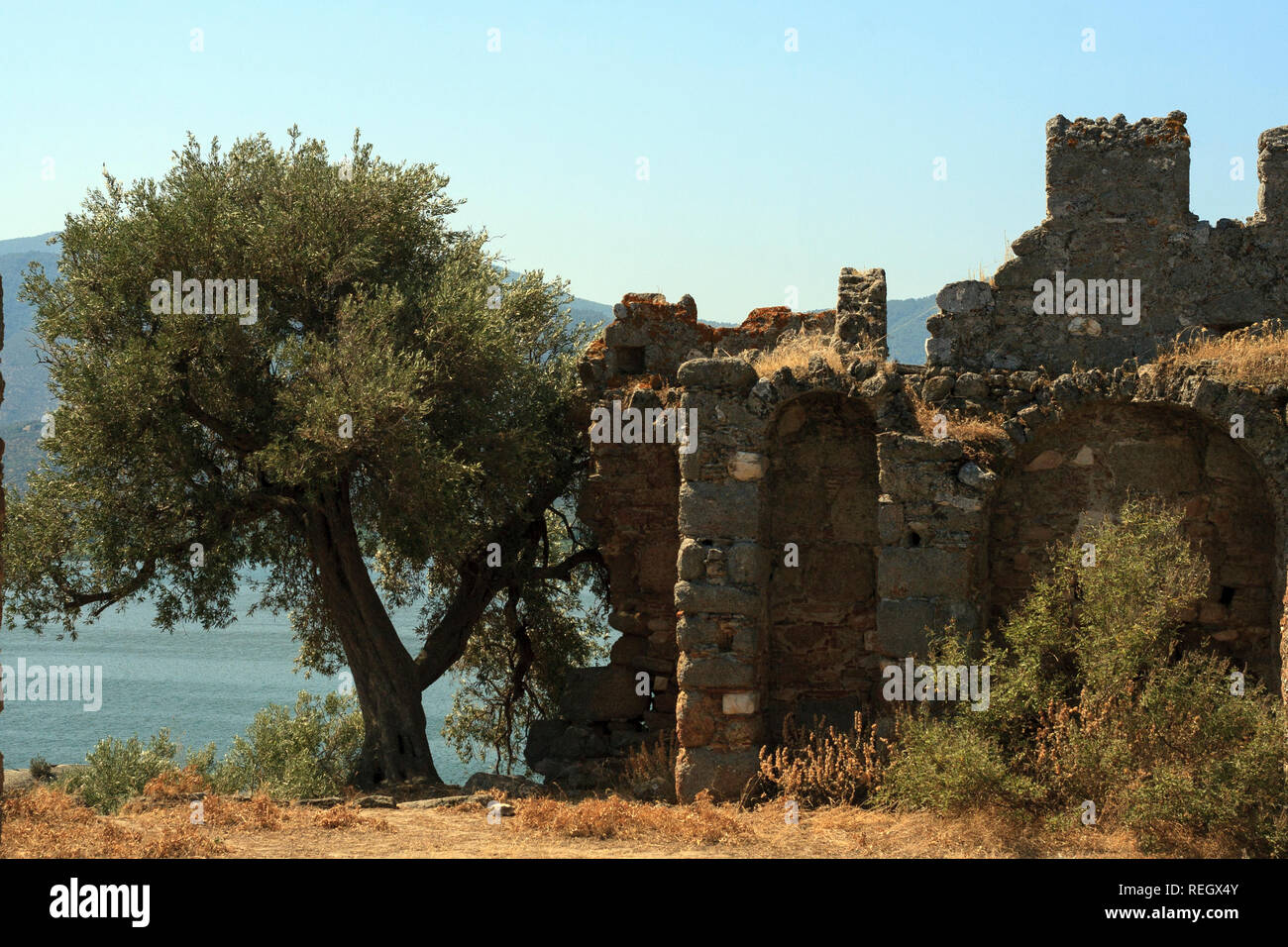 Olive tree in Turkey Stock Photo - Alamy