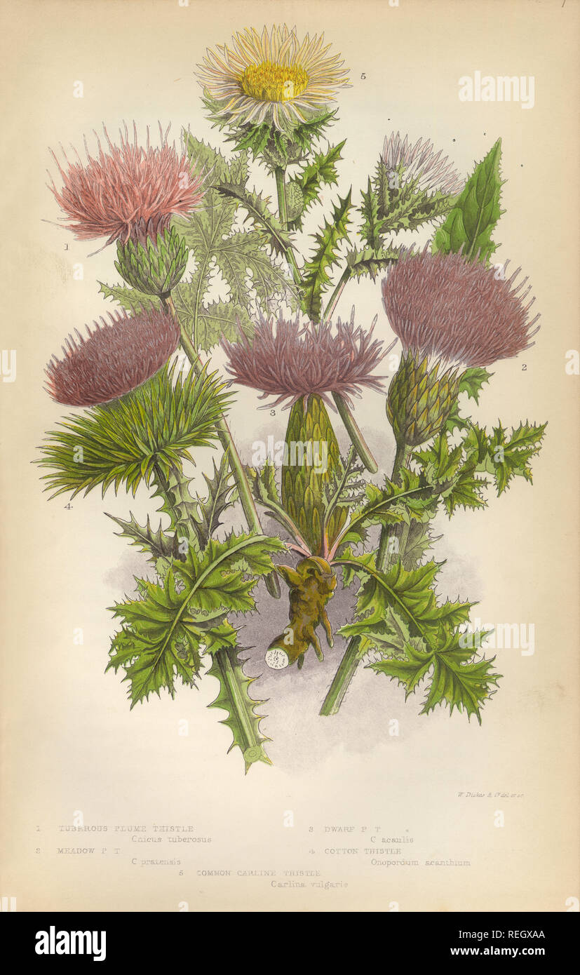 Antique Hand-Colored English Victorian Botanical Illustration, Circa ...