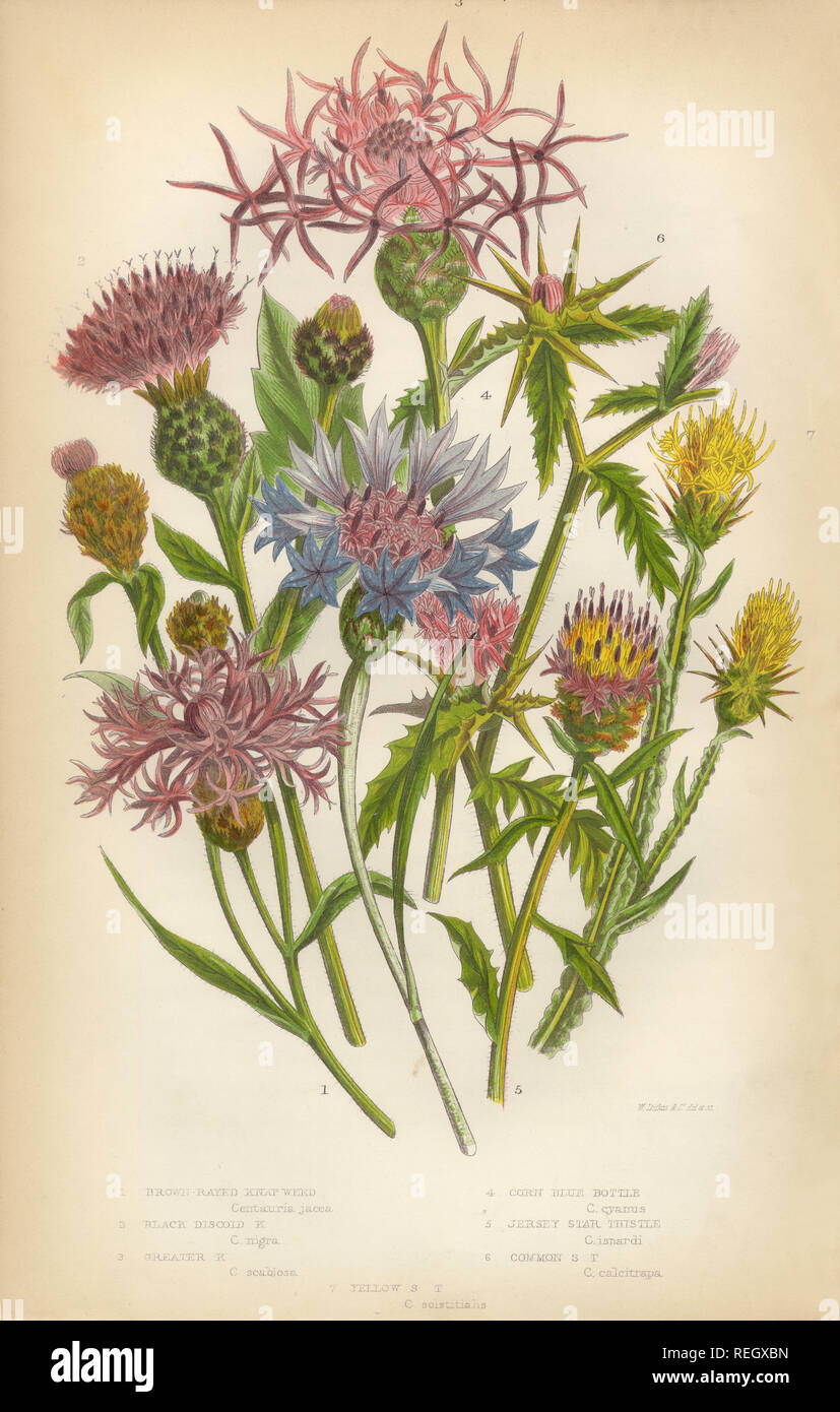 Antique Hand-Colored English Victorian Botanical Illustration, Circa ...