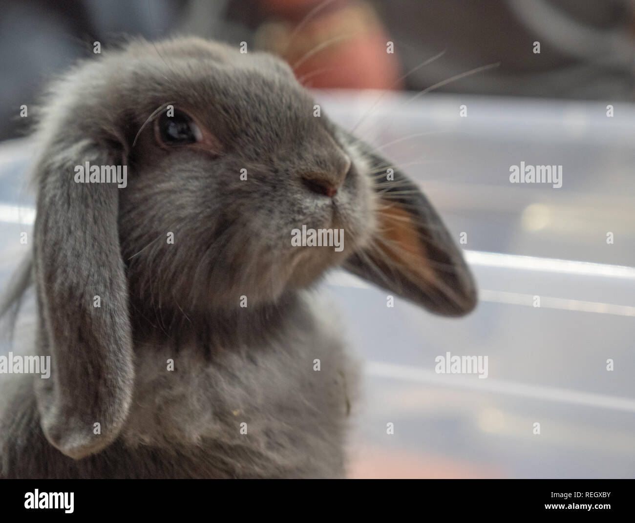 Soft as a rabbit hi-res stock photography and images - Alamy
