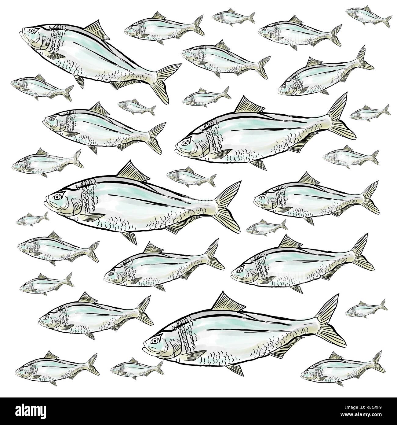 Haddock fish illustration hi-res stock photography and images - Alamy