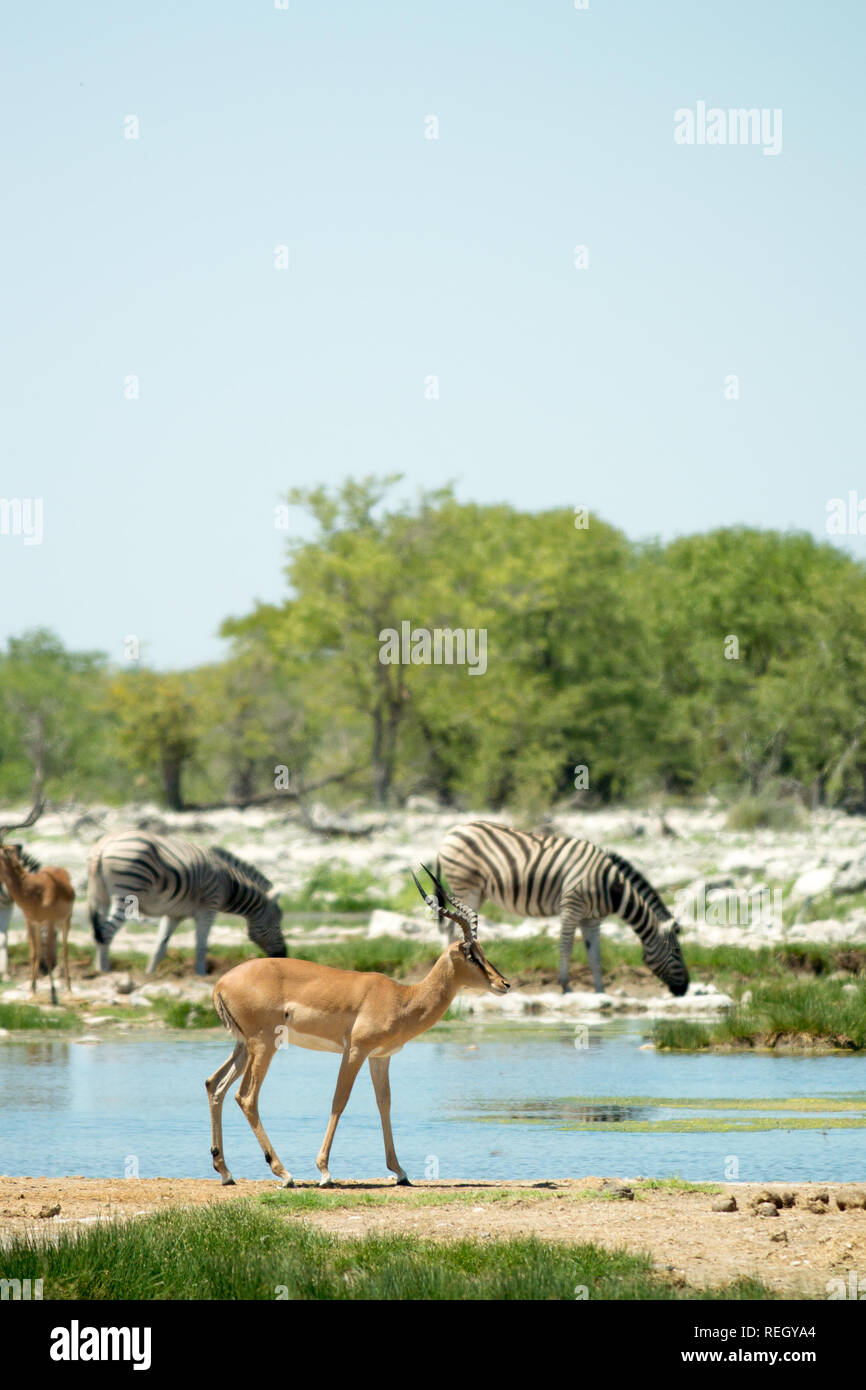Zebra and impala hi-res stock photography and images - Alamy