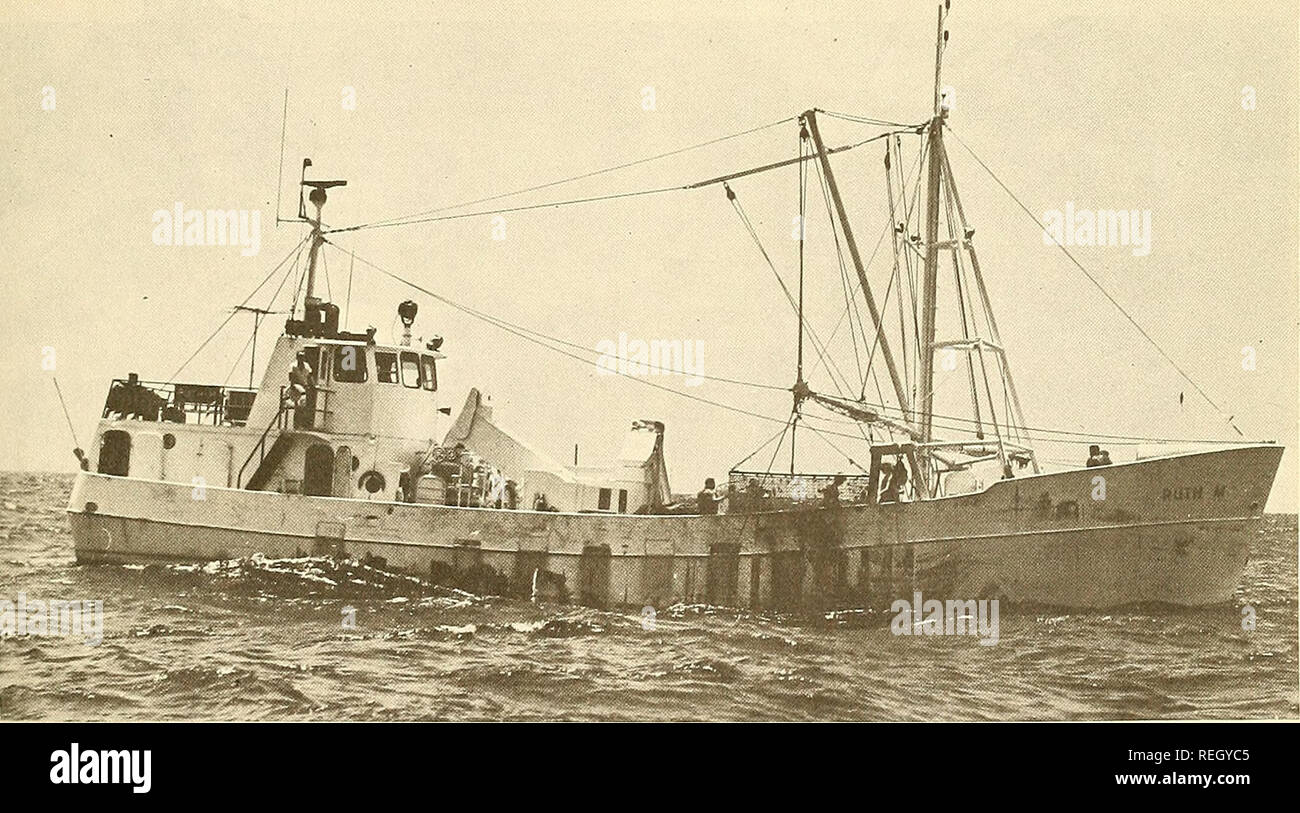 Live Scallops High Resolution Stock Photography and Images - Alamy