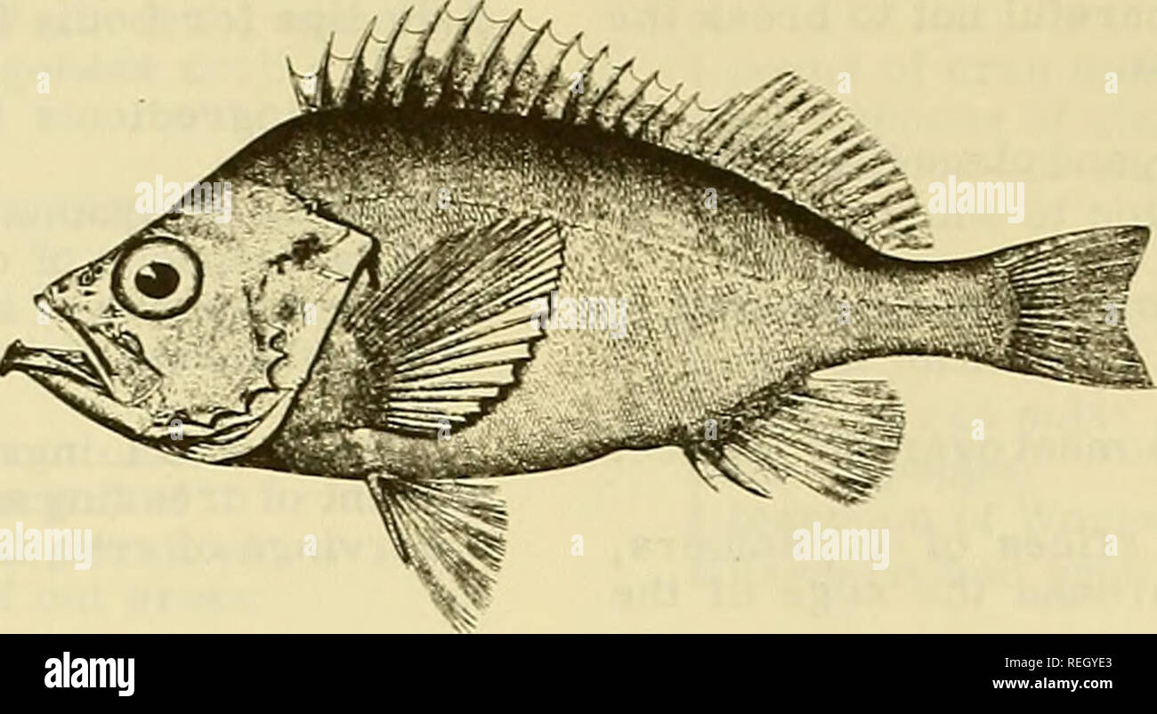 . Commercial fisheries review. Fisheries; Fish trade. 80 FOOD FISH ...