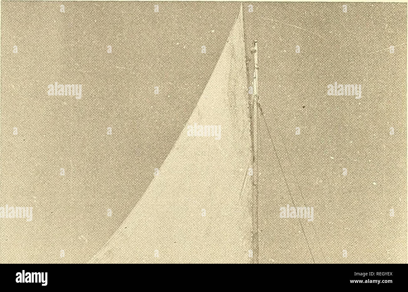 Common snook fish hi-res stock photography and images - Alamy