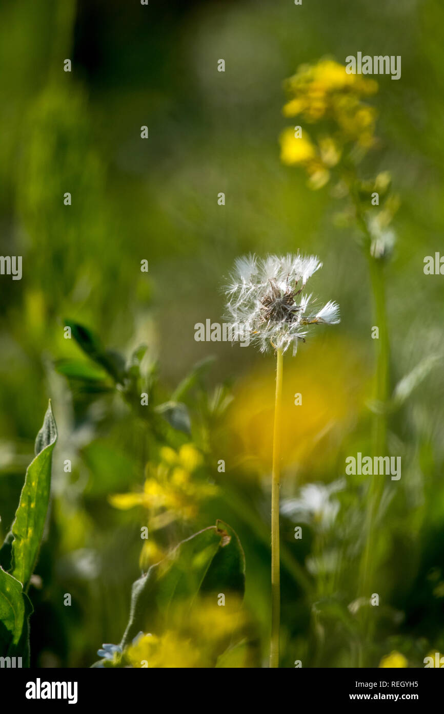 Beautiful white dandelion flowers in green grass. Meadow with dandelion flowers. Field flowers ...