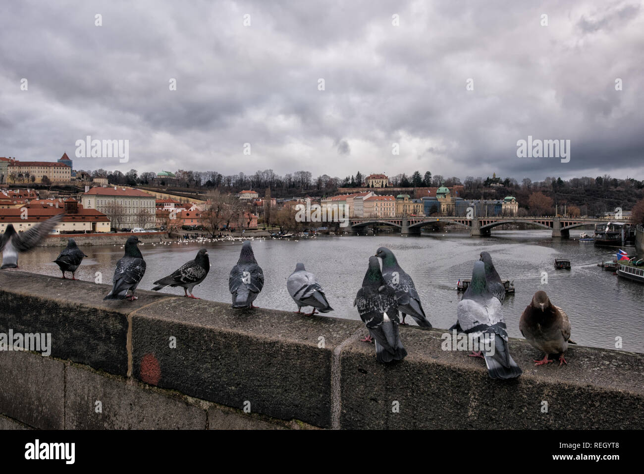 Prague. View from Charles bridge to the river and pigeons on the bridge ...