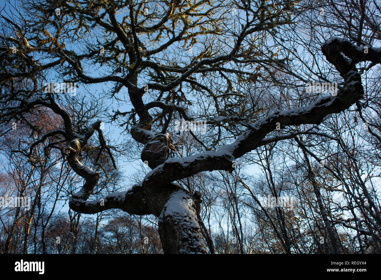 Ancient tree in winter hi-res stock photography and images - Alamy