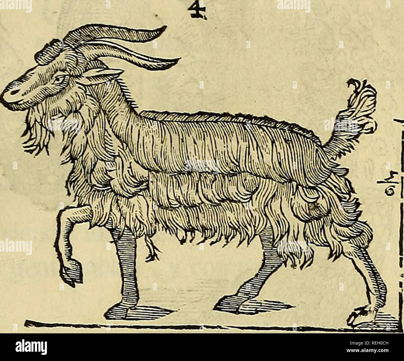 Animales de pelo largo hi-res stock photography and images - Alamy