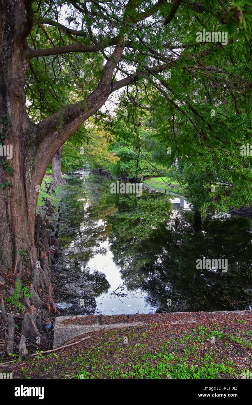 Views of trees and unique nature aspects surrounding New Orleans ...