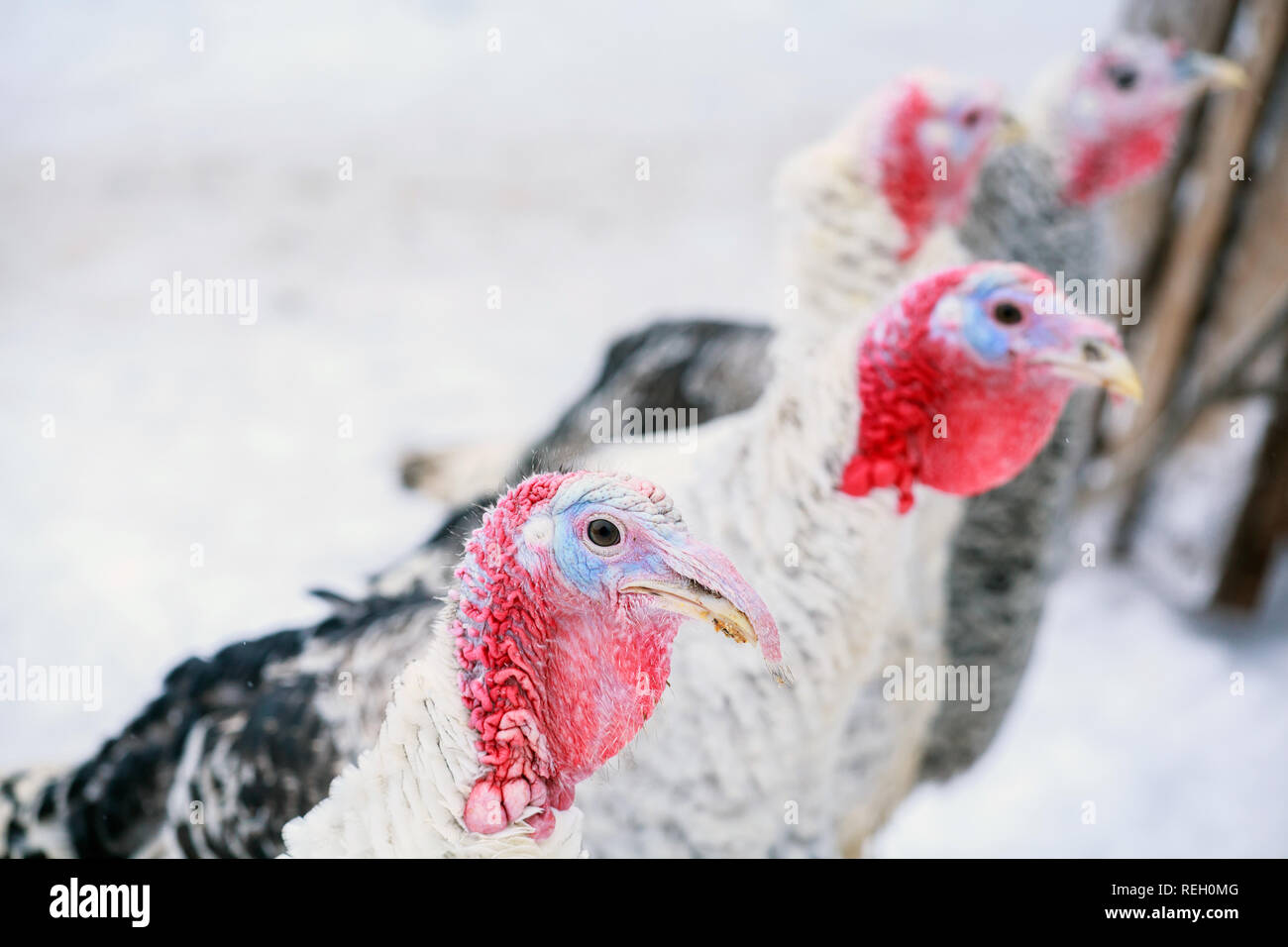 Turkey on a farm, breeding turkeys. White turkey portrait Stock Photo ...
