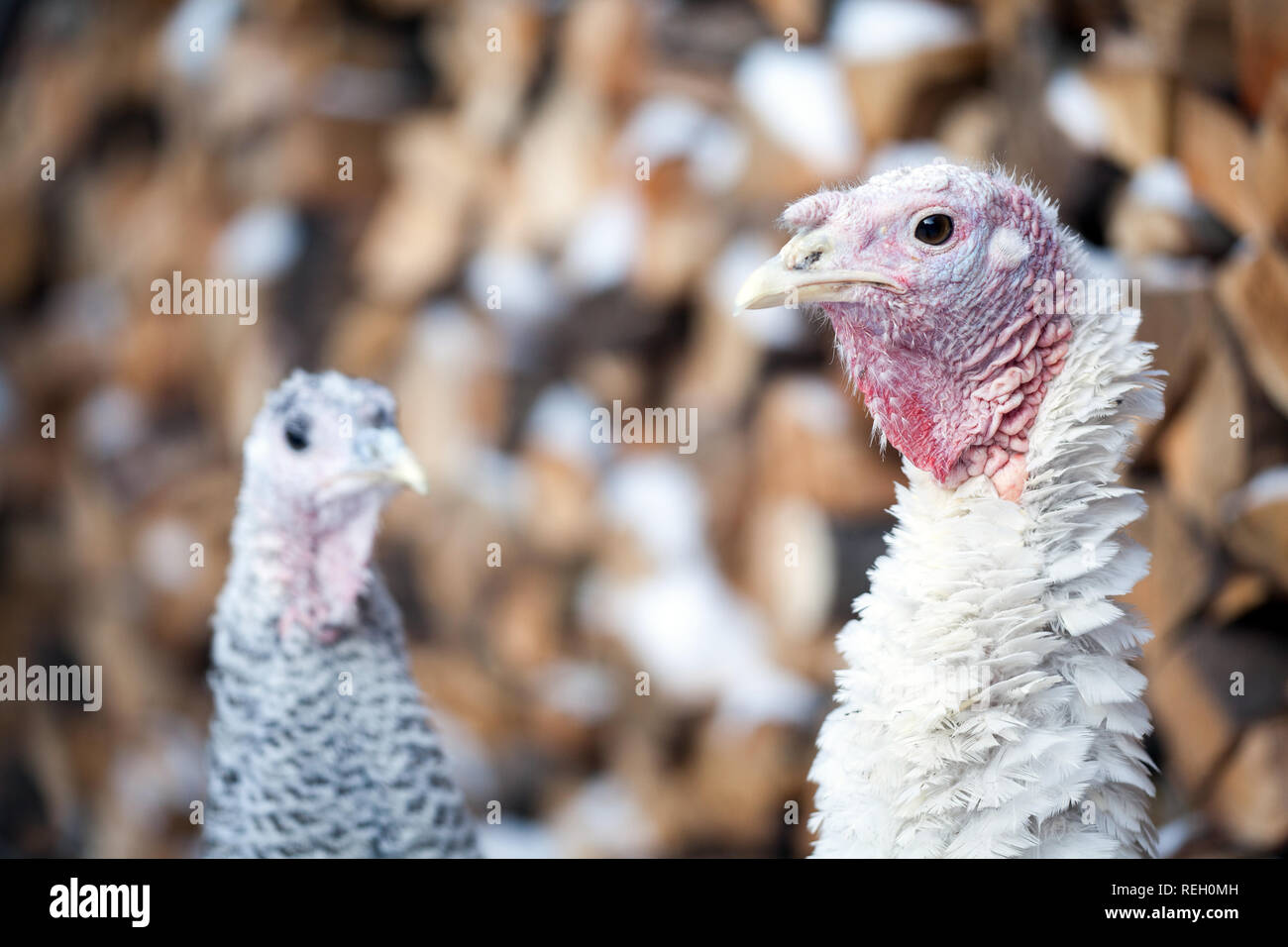 Turkey on a farm, breeding turkeys. White turkey portrait Stock Photo ...