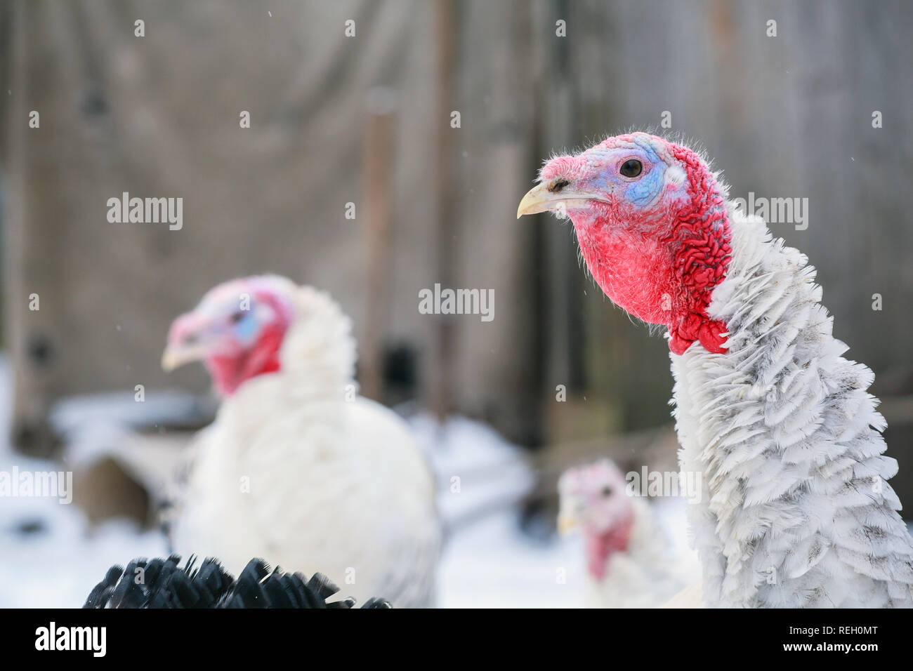 Turkey on a farm, breeding turkeys. White turkey portrait Stock Photo ...