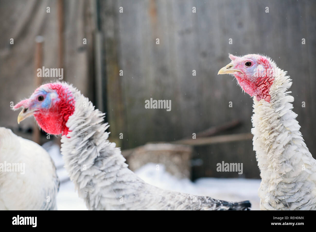 Turkey on a farm, breeding turkeys. White turkey portrait Stock Photo ...