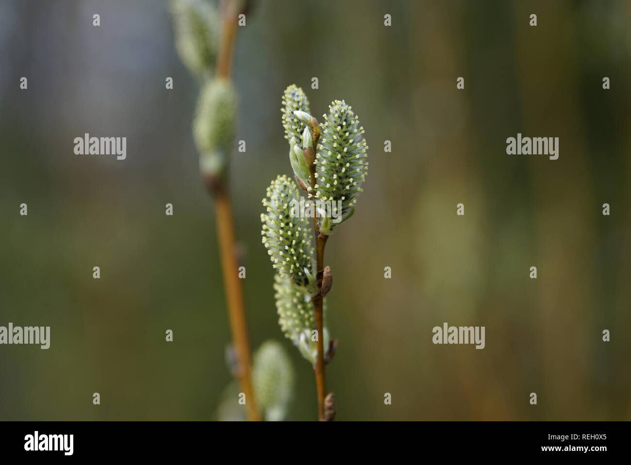Salix spring hi-res stock photography and images - Alamy