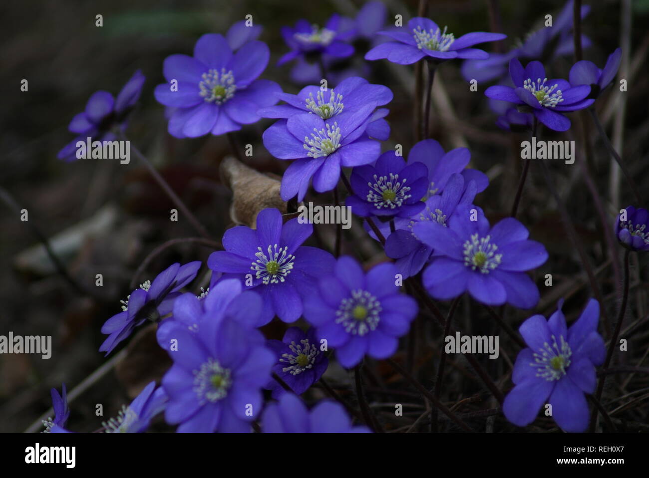 blue hepatica bush in wild forest Stock Photo - Alamy
