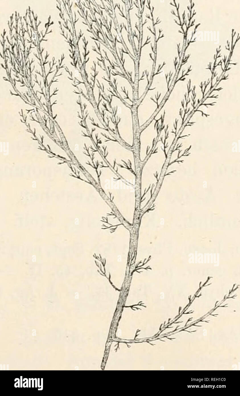 . Dr. L. Rabenhorst's Kryptogamen-Flora von Deutschland, Oesterreich ...