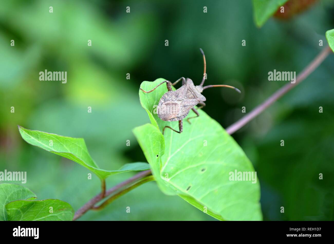 black beetle on stone Stock Photo - Alamy