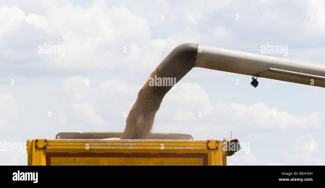 Pouring wheat grain into tractor trailer after harvest at field Stock ...