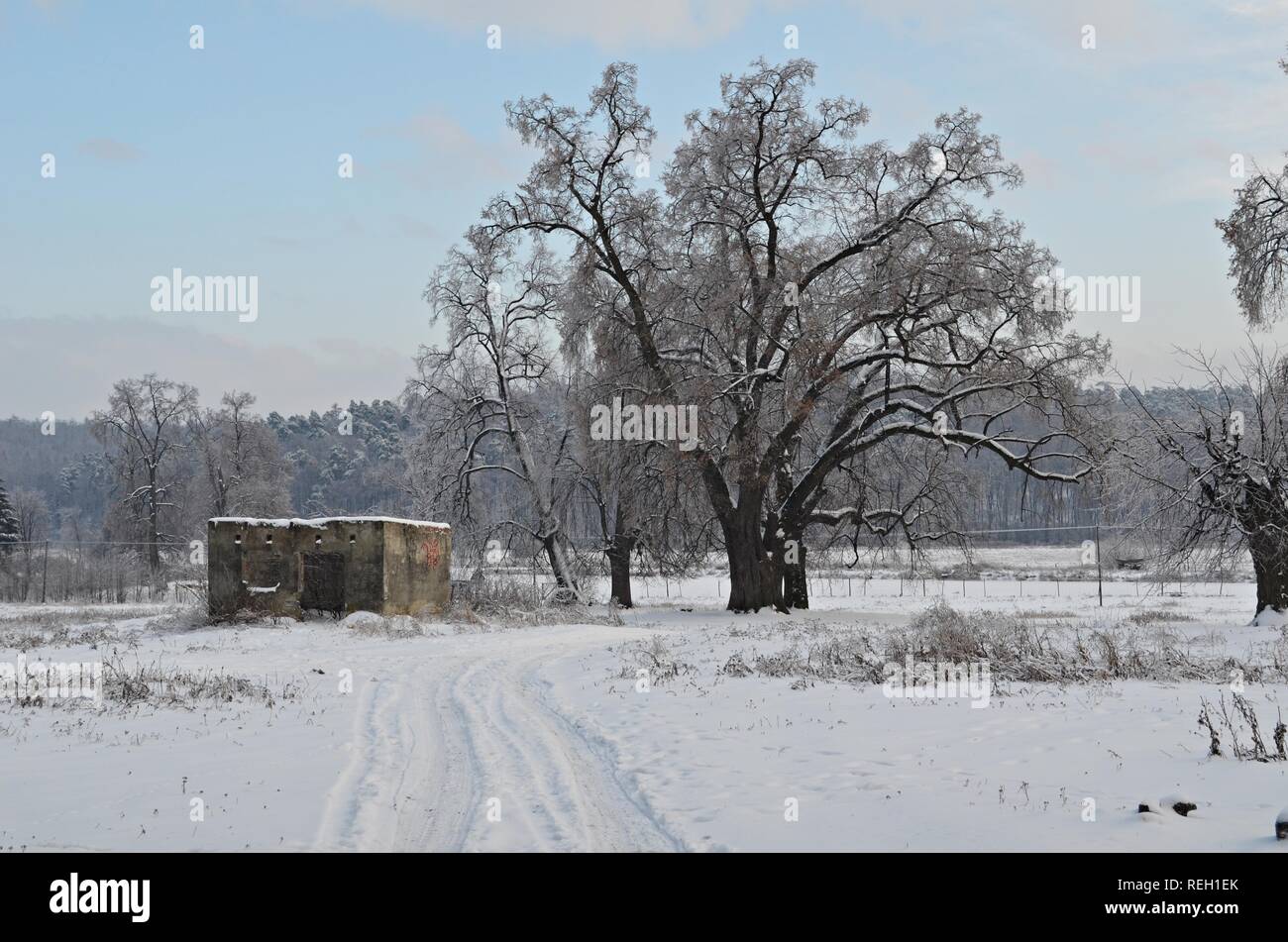 Old winter trees hi-res stock photography and images - Alamy