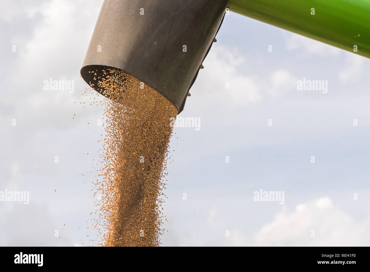 Pouring wheat grain into tractor trailer after harvest at field Stock ...