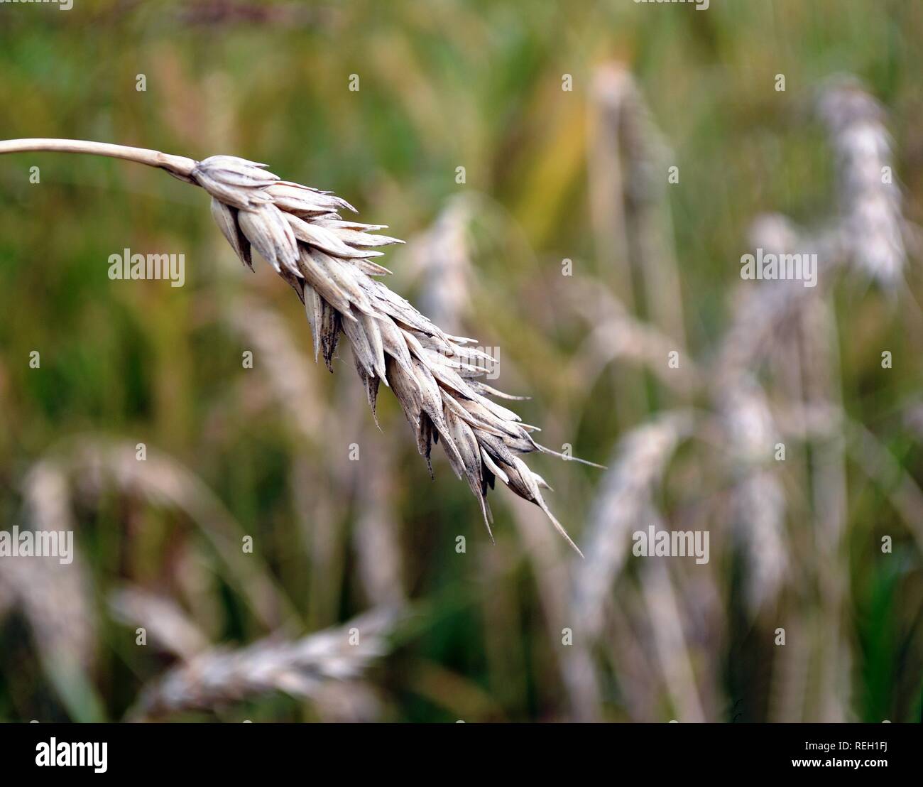 Long yellow wheat hi-res stock photography and images - Alamy