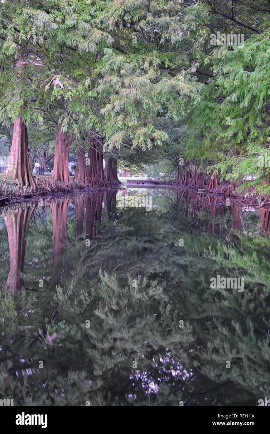 Views of trees and unique nature aspects surrounding New Orleans ...
