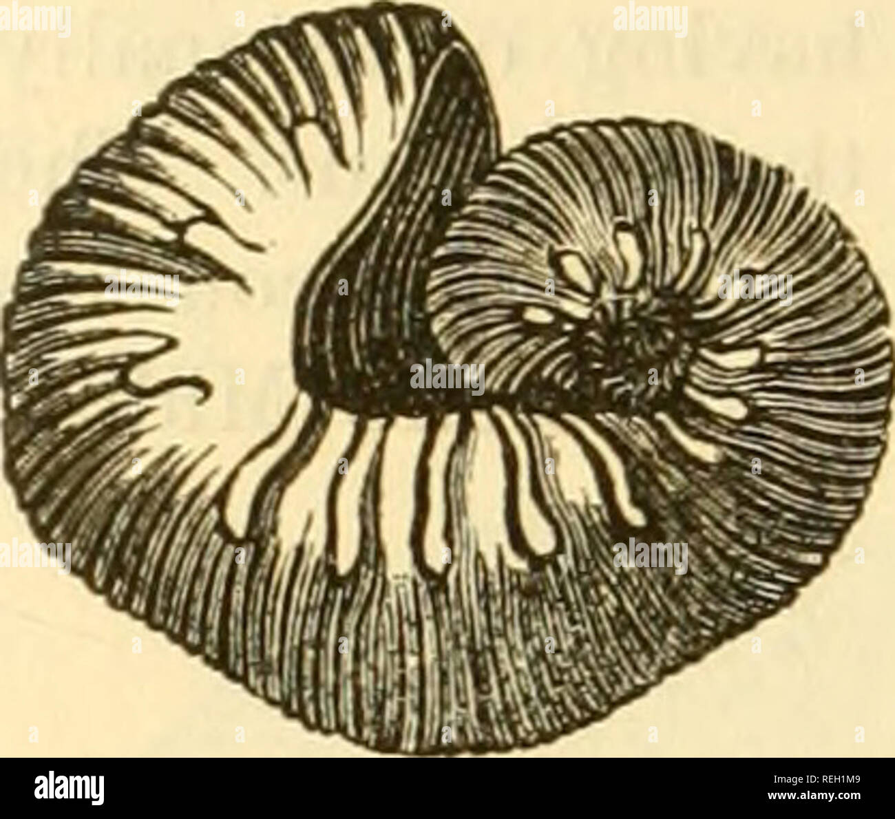 Scaphites aequalis hi-res stock photography and images - Alamy
