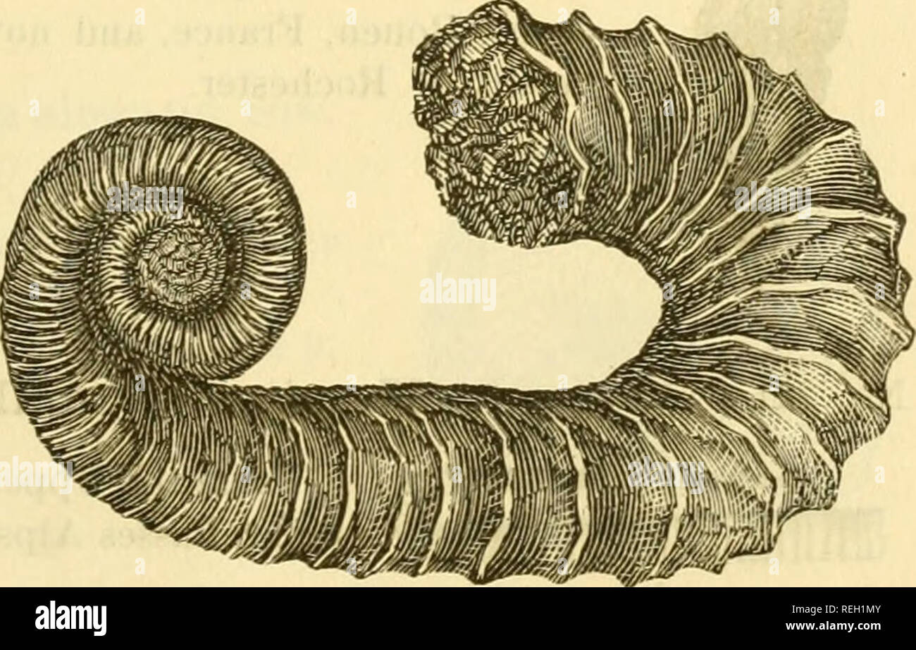 Scaphites hi-res stock photography and images - Alamy