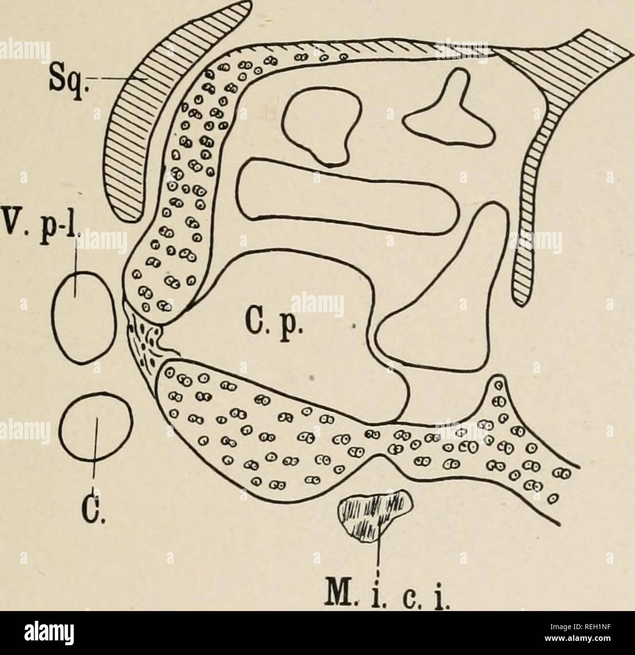 . The Columella auris in Amphibia. The Columella Auris in Amphibia. 597 ...