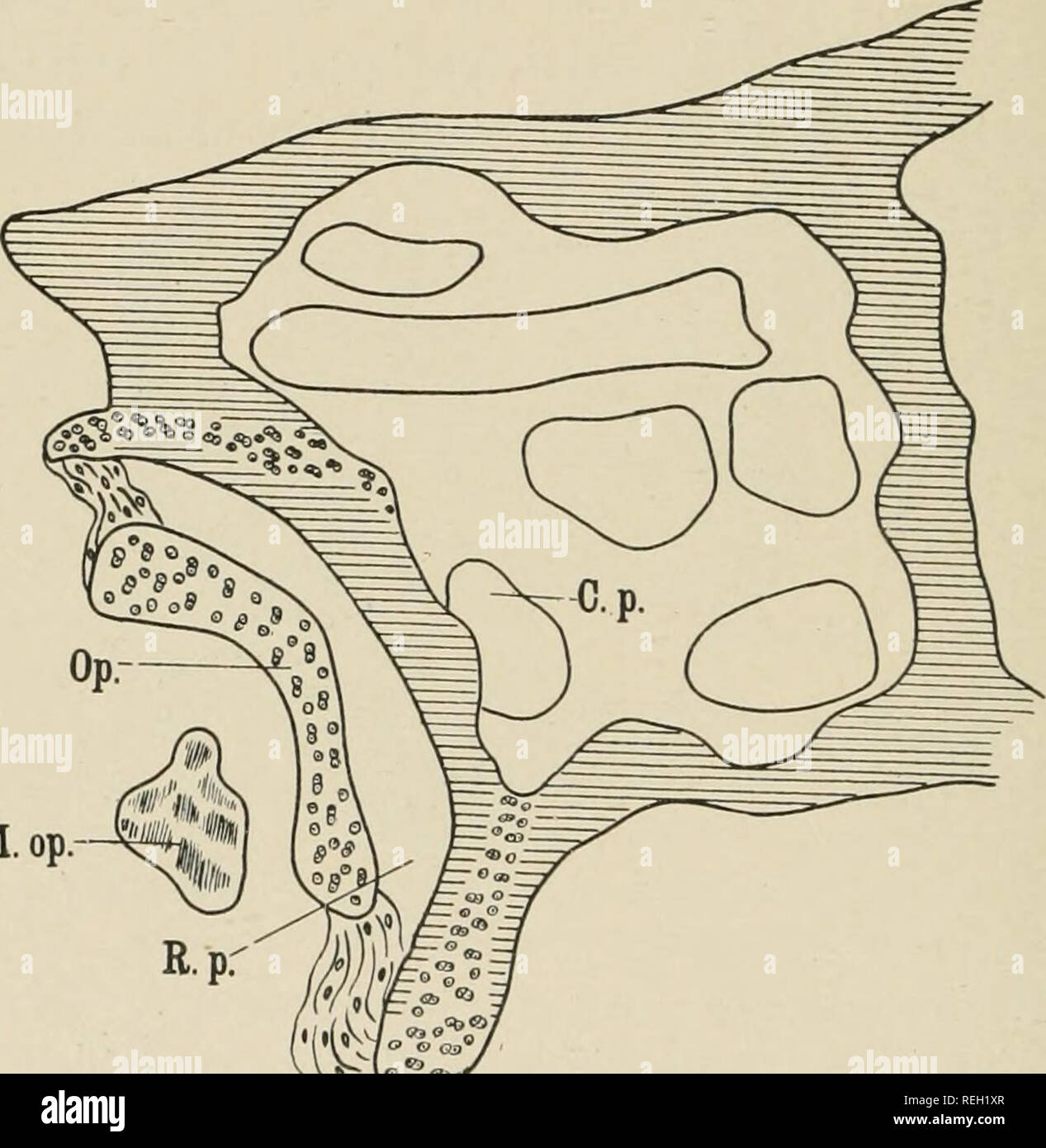 . The Columella auris in Amphibia. 586 B. F. Kingsbury and II. D. Reed ...
