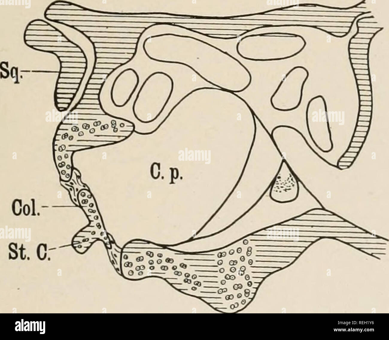 . The Columella auris in Amphibia. The Columella Auris in Amphibia. 585 ...
