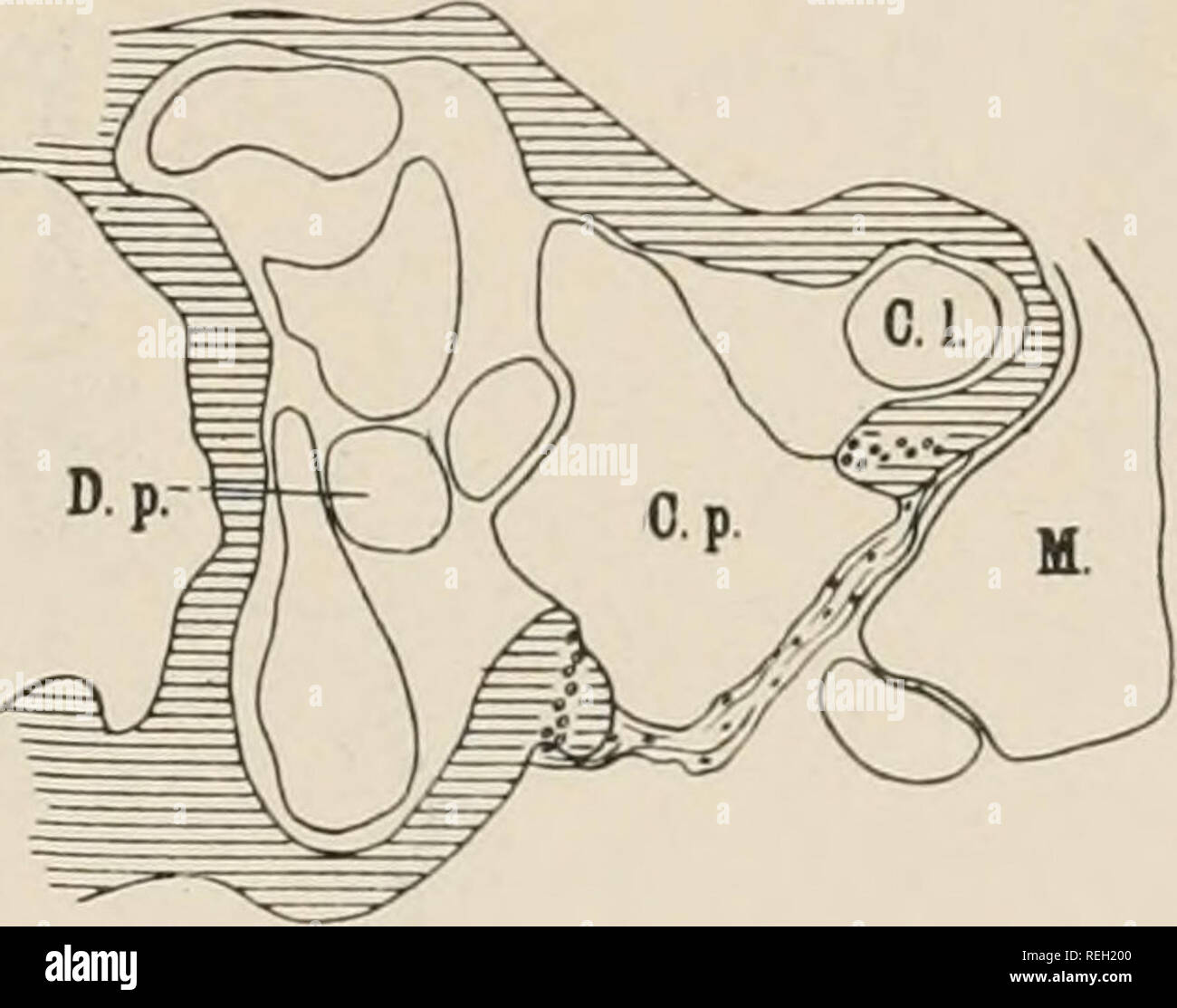 . The Columella auris in Amphibia. . Fig. 11. Ambystoma punctatum ...