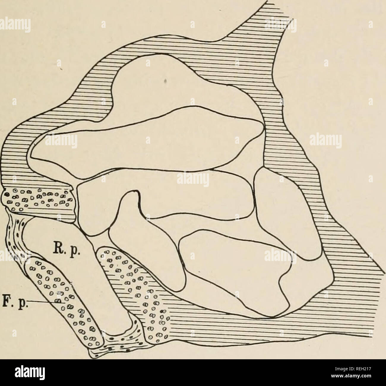 . The Columella auris in Amphibia. The Columella Aiiris in Amphibia ...