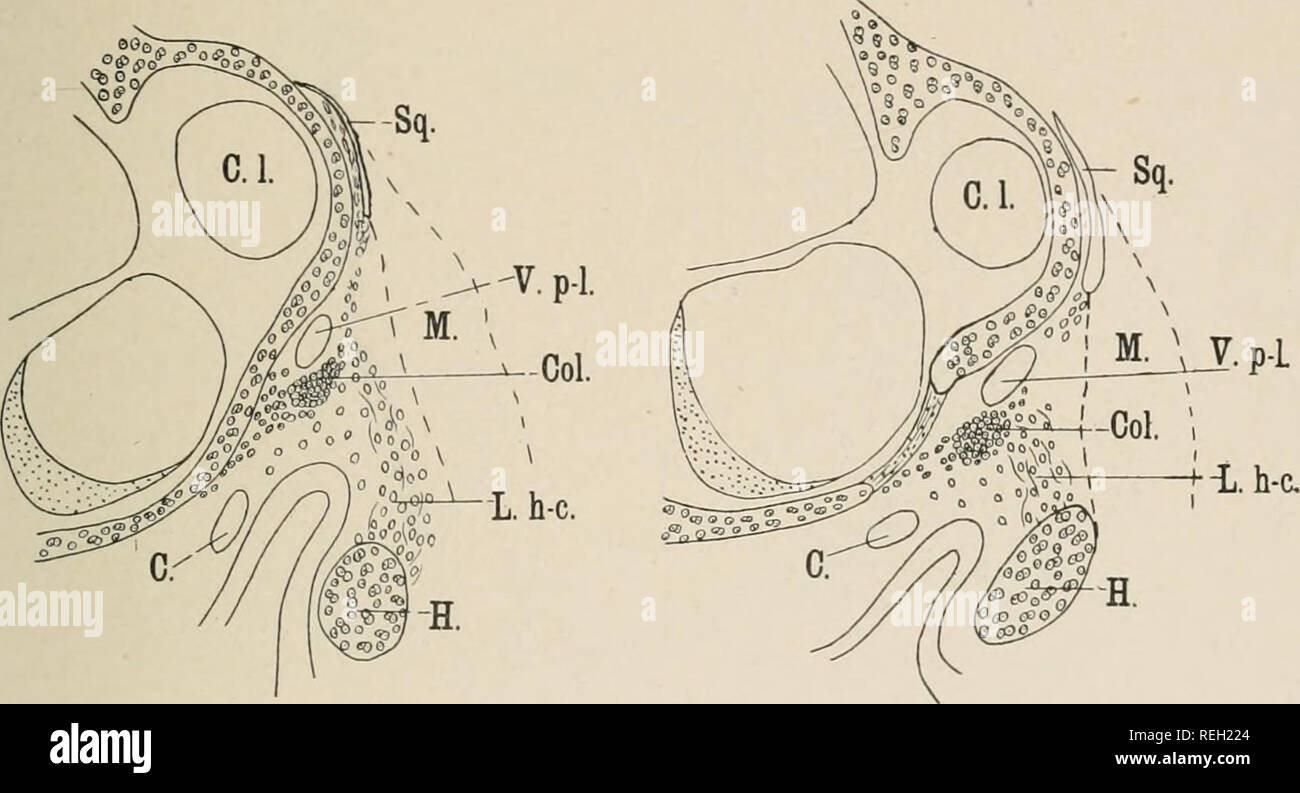 . The Columella auris in Amphibia. The Columella Aiiris in Amphibia ...