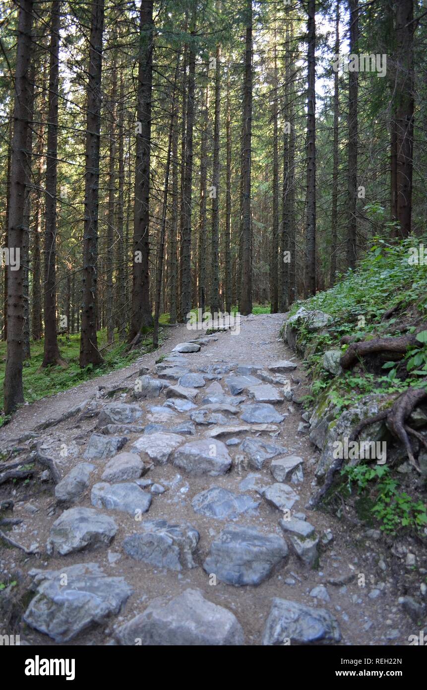 Grass path forest hi-res stock photography and images - Alamy