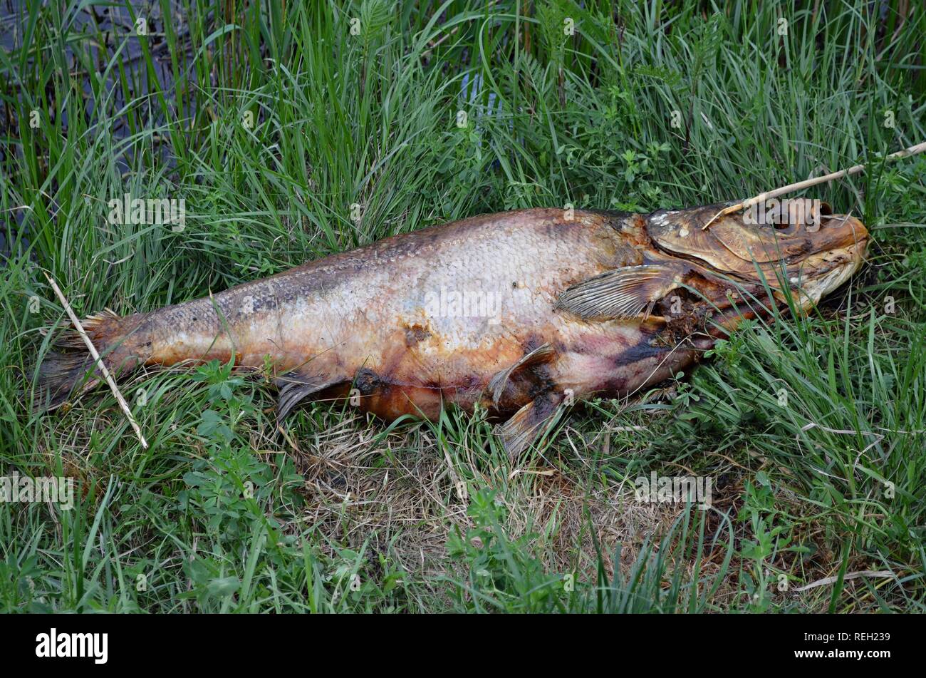 Dead fish grass hi-res stock photography and images - Alamy