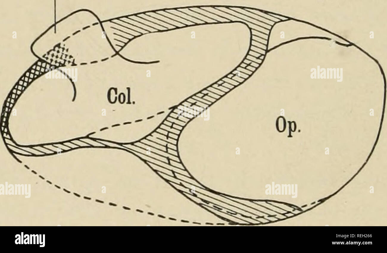 . The Columella auris in Amphibia. 558 B. r. Kingsbury and H. D. Reed ...