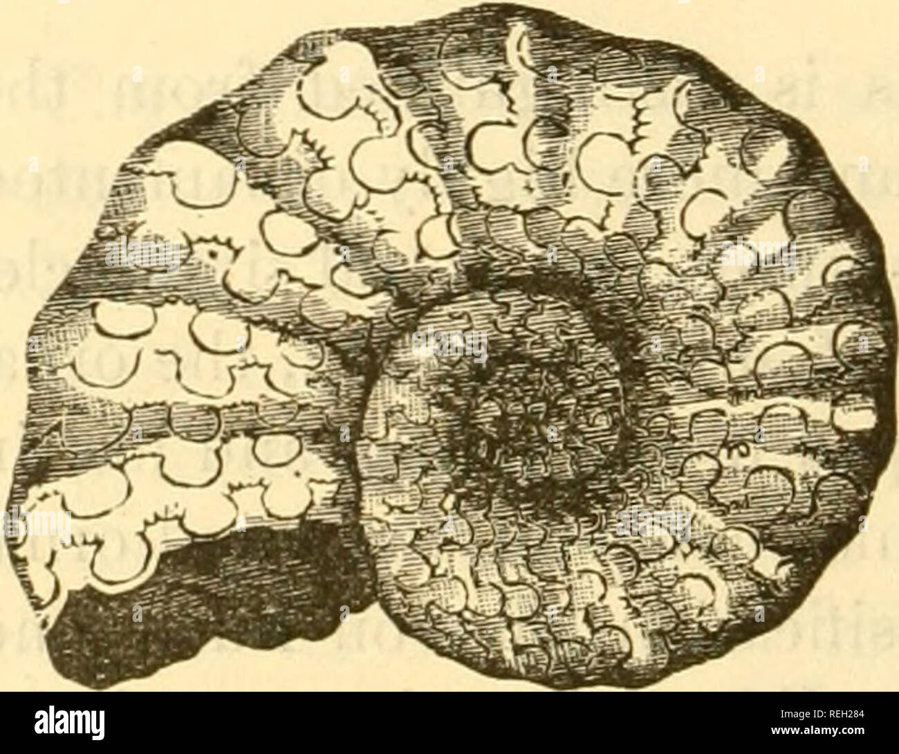 . College collection of palaeontology. The Goniatites were the earliest ...