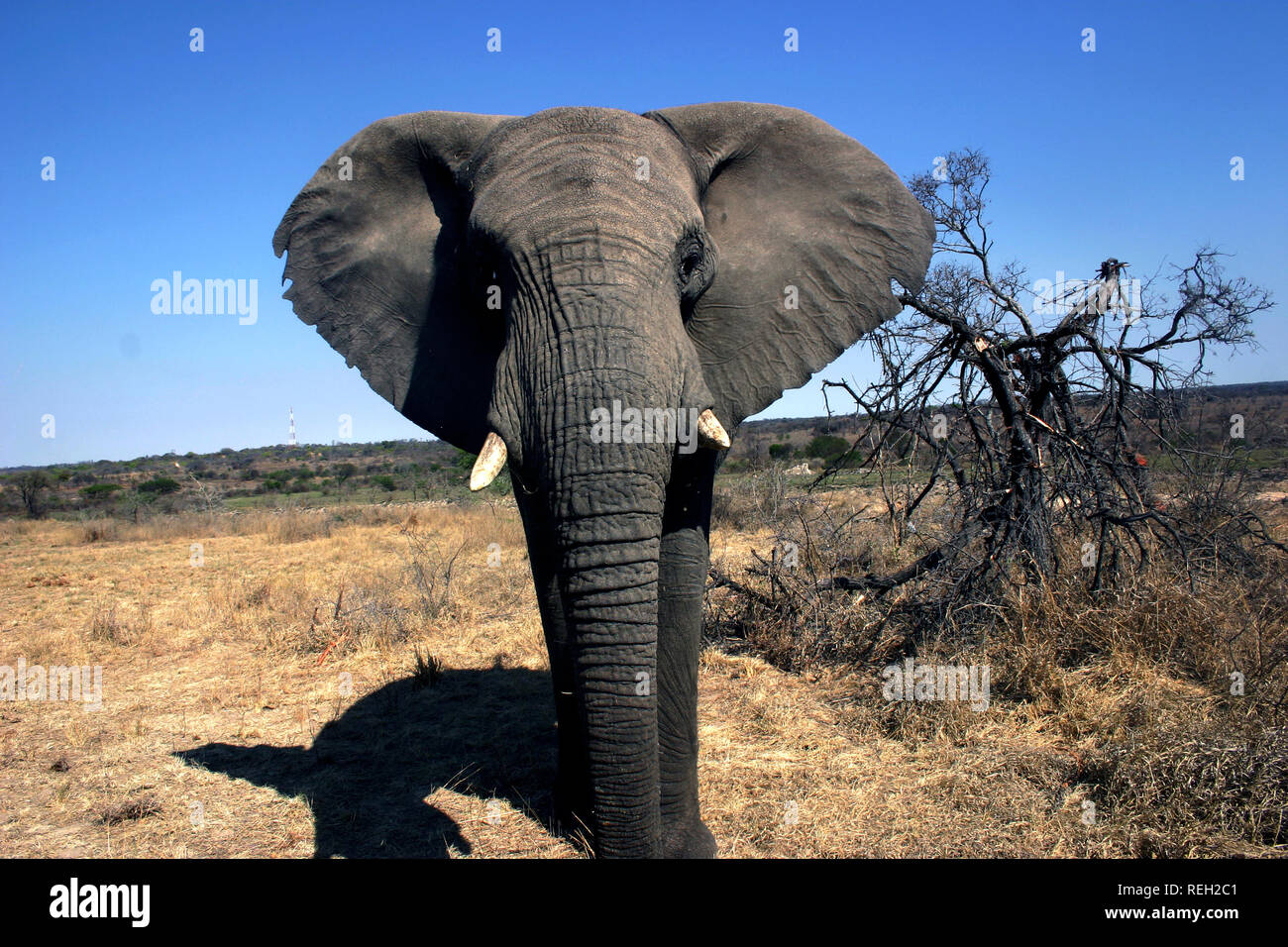 Elephant anatomy hi-res stock photography and images - Alamy