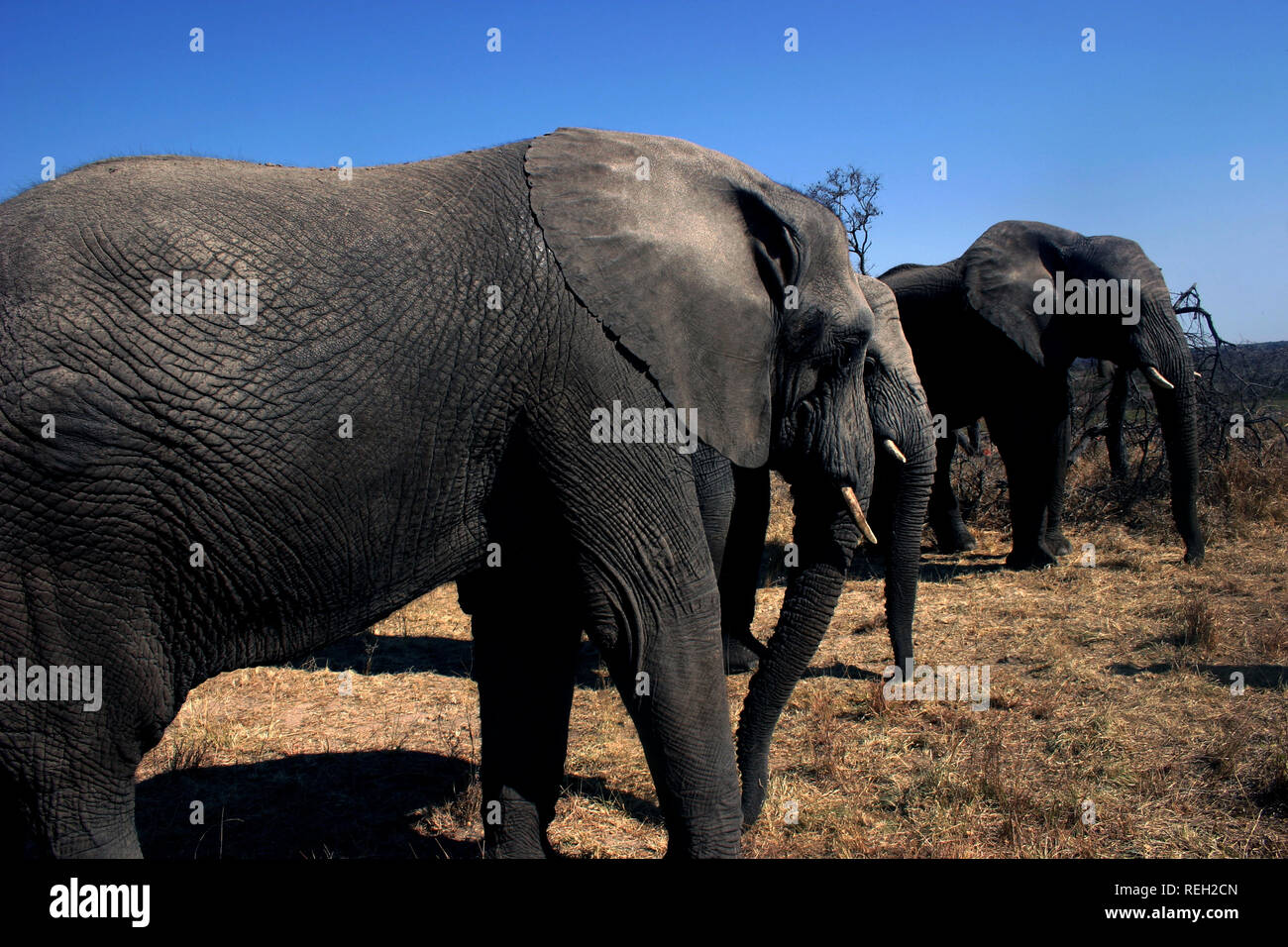 Elephant images download hi-res stock photography and images - Alamy