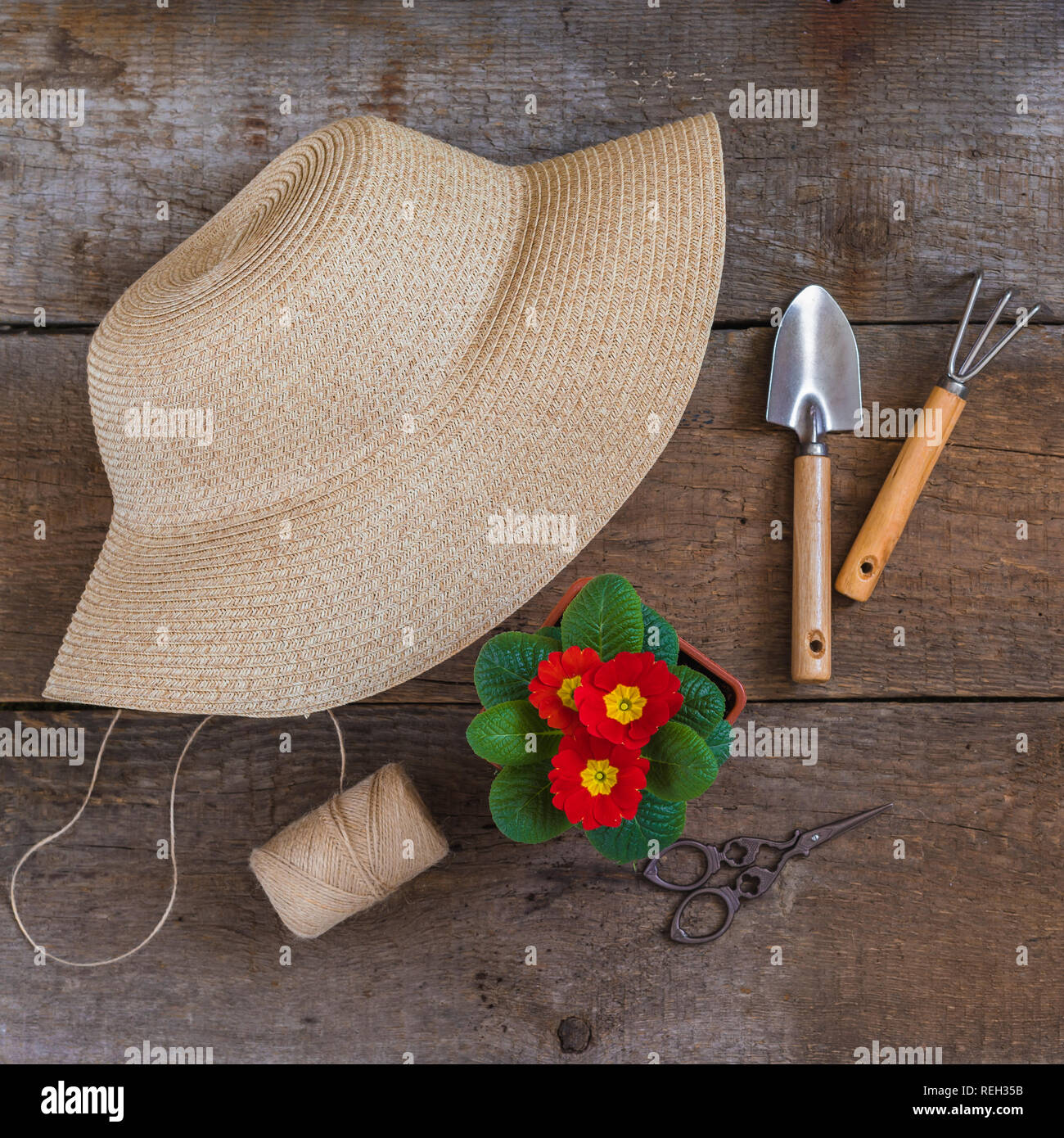 Primrose Primula Vulgaris, yellow garden flowers, potted, rustic wooden ...